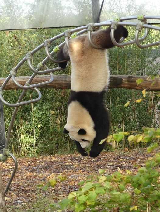 Bendy Panda » Dr. Seuzz's Timeline Photos » BaBlahBlah. The Connection Hub