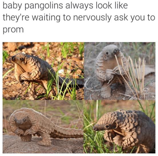 Pangolins » Dr. Seuzz's Timeline Photos » BaBlahBlah. The Connection Hub