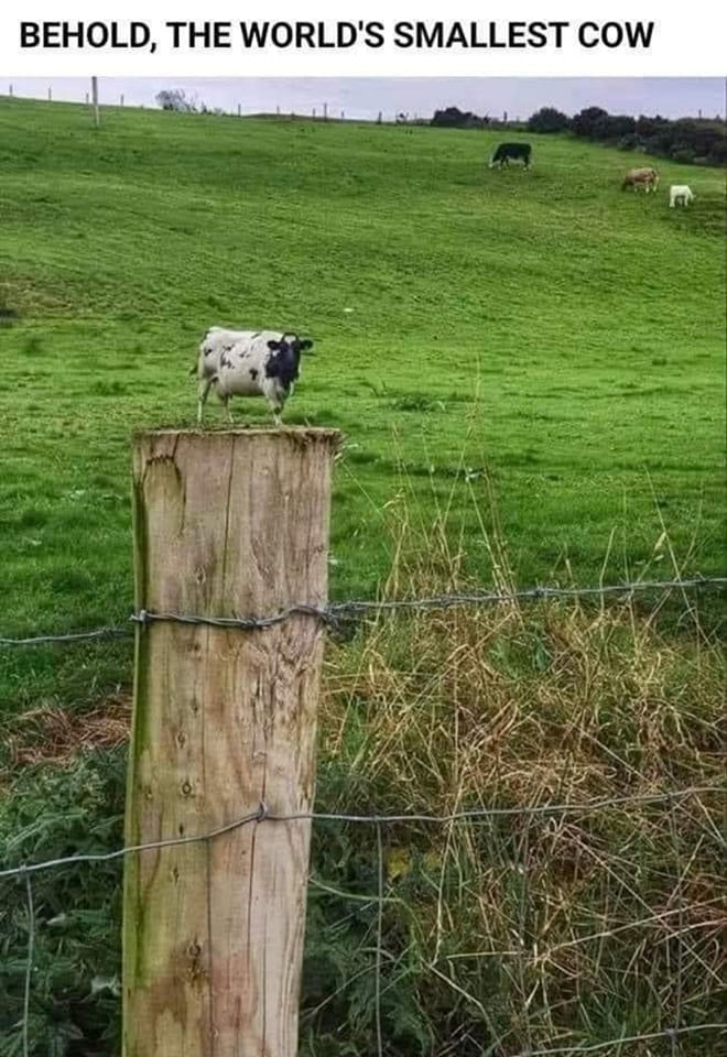 Smallest Cow » Dr. Seuzz's Timeline Photos » BaBlahBlah. The Connection Hub