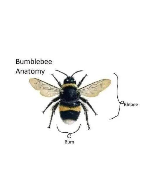 Bumble Bee Anatomy » Dr. Seuzz's Timeline Photos » BaBlahBlah. We are ...